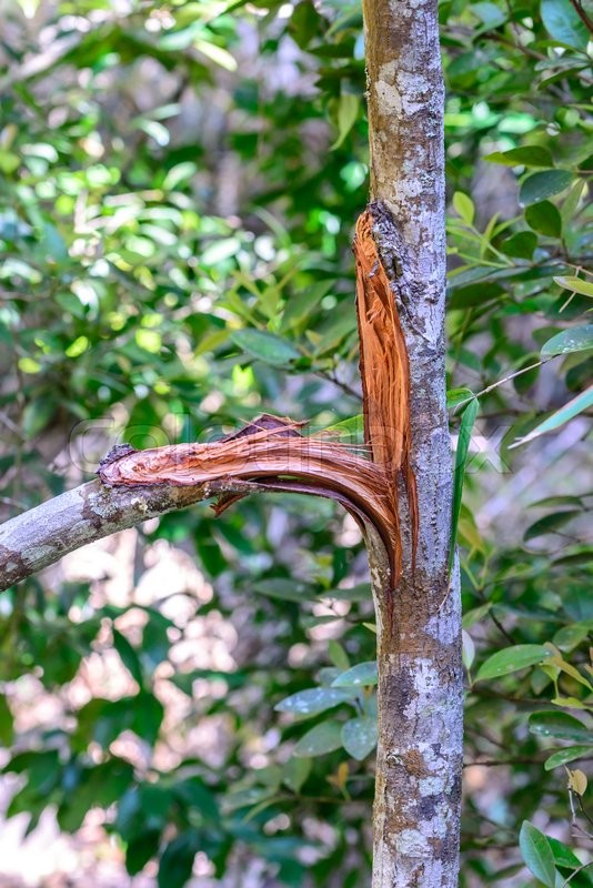 Broken tree branchs inforest. | Stock image | Colourbox