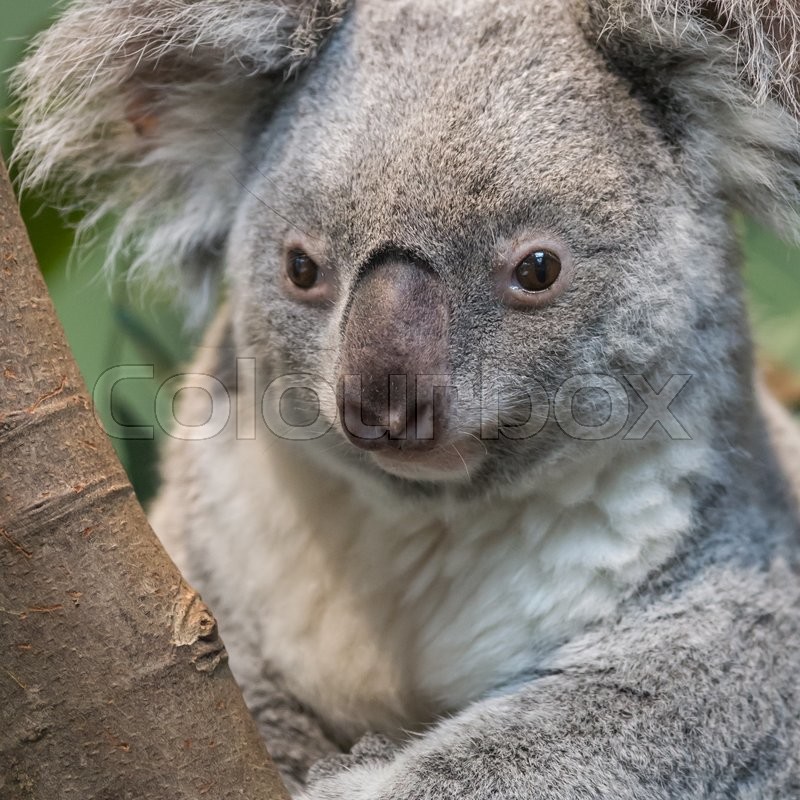 Close-up of a koala bear, selective ... | Stock image | Colourbox