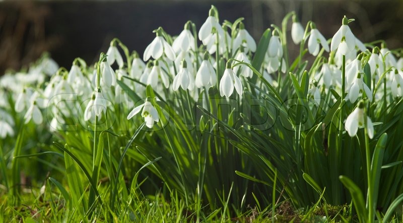 Common weiße Schneeglöckchen | Stock Bild | Colourbox