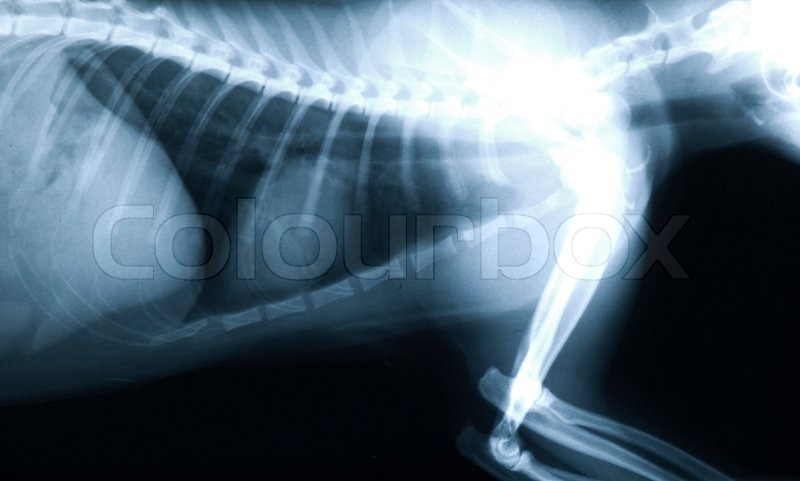 X-ray thorax of a cat | Stock image | Colourbox