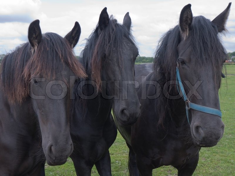 Drei Friesen | Stock Bild | Colourbox