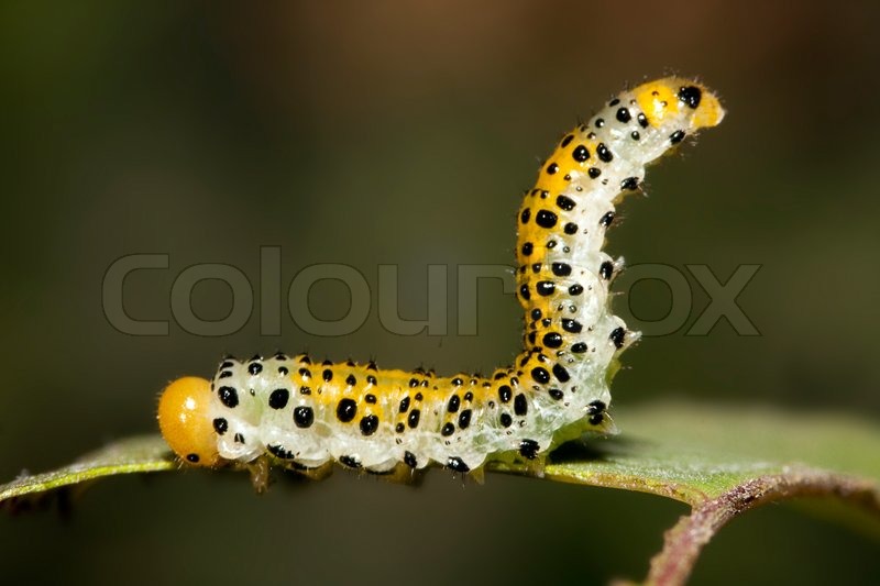 Larven | Stock Bild | Colourbox
