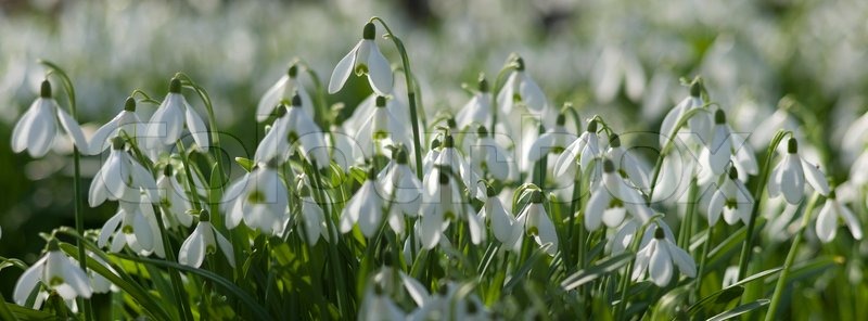 Schneeglöckchen im Frühling | Stock Bild | Colourbox