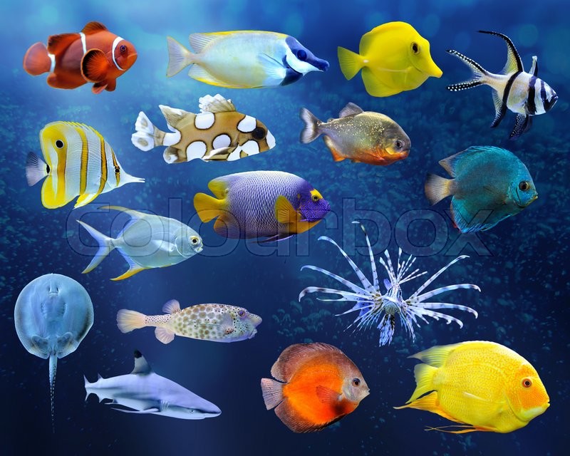 Great collection of a tropical fish on ... | Stock image | Colourbox