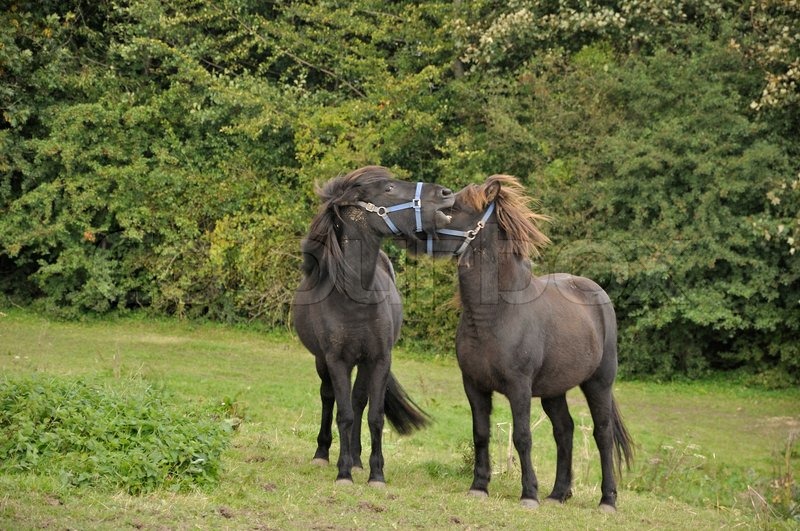 Two horses biting at each other | Stock image | Colourbox