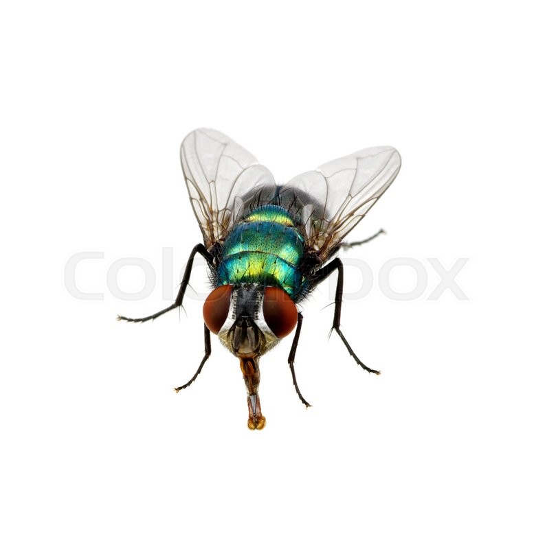 Green fly isolated on white | Stock image | Colourbox
