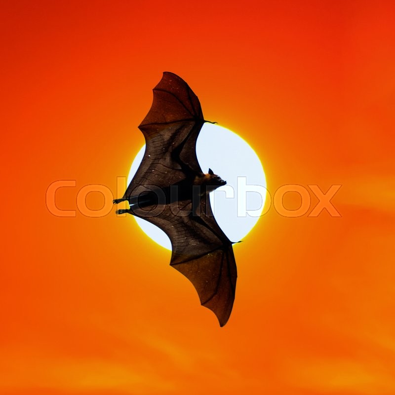 Bats Flying Away