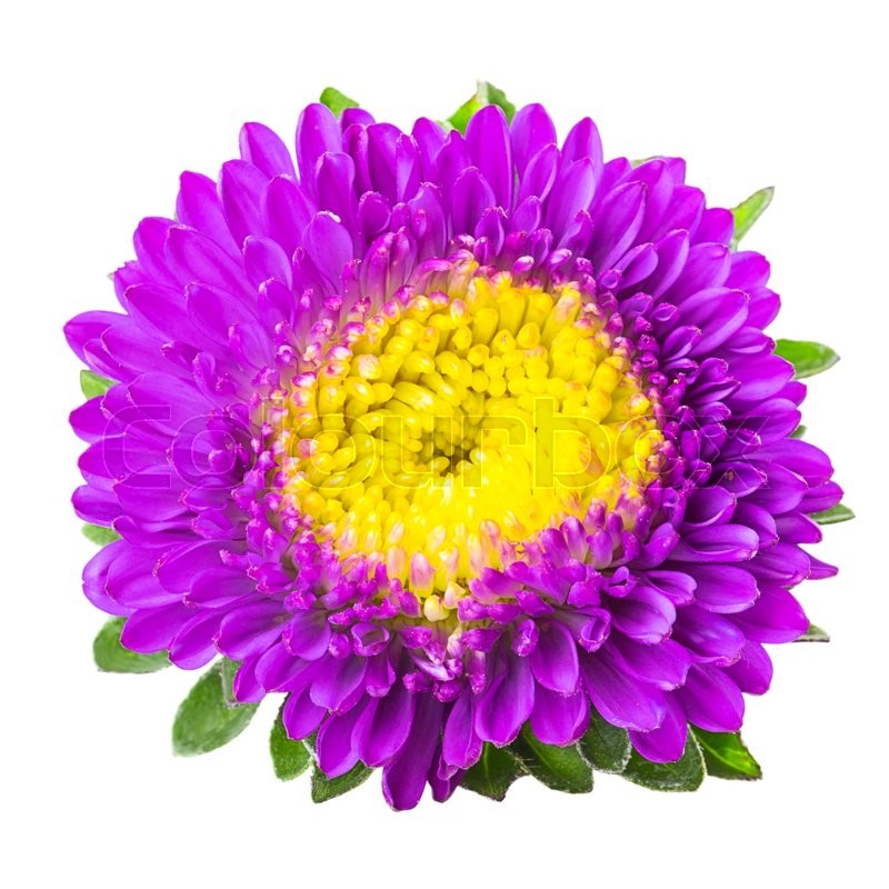 Purple Chrysanthemum Flower