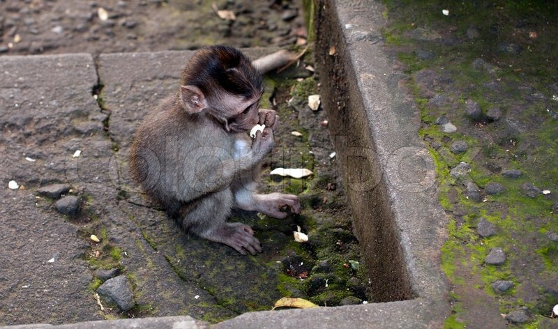 Shy baby monkey eating in moneky forest ... | Stock image | Colourbox