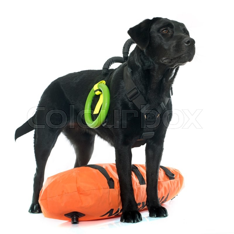 Rescue labrador retriever in front of ... | Stock Photo | Colourbox