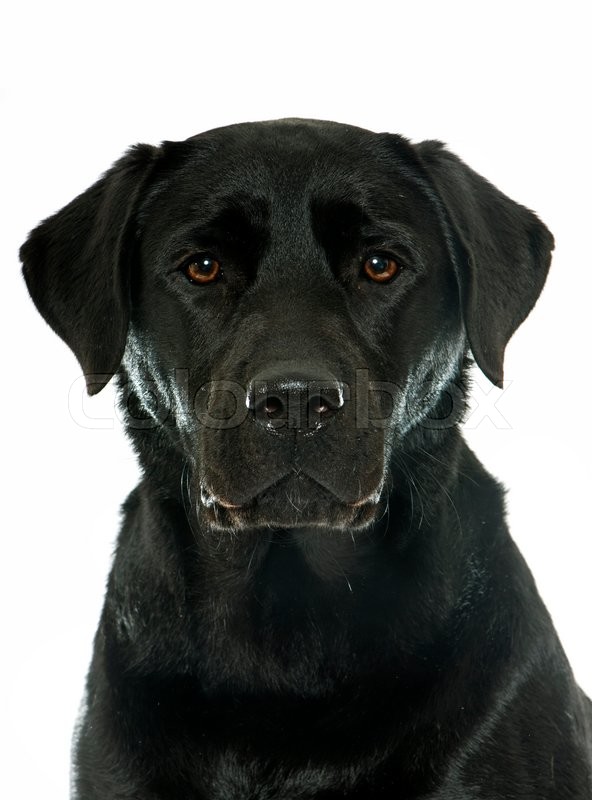 Female Black Labrador Retriever Puppy