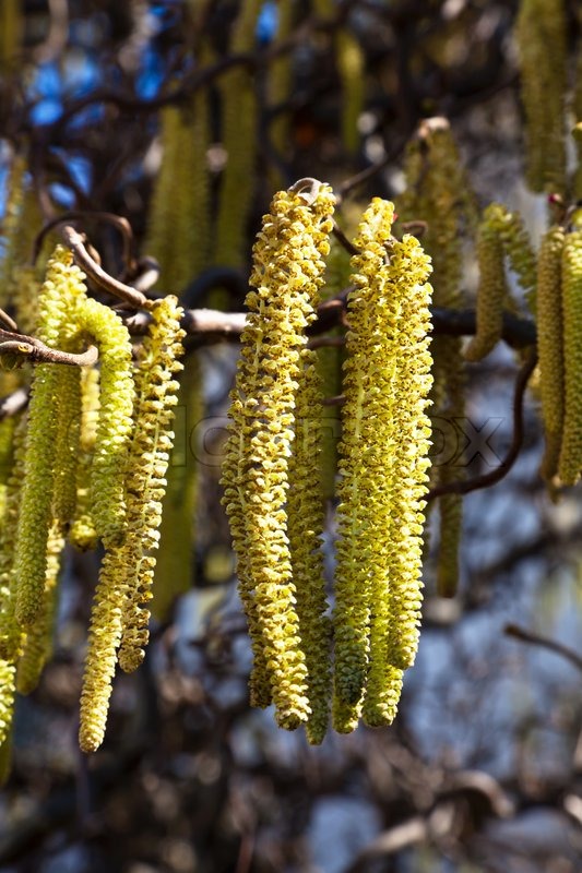 The flowers of hazel in the spring. ... | Stock image | Colourbox
