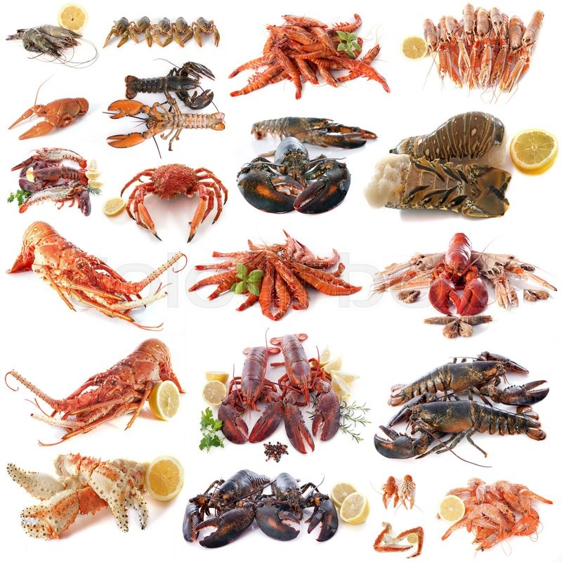 Seafood and shellfish in front of white ... | Stock image | Colourbox