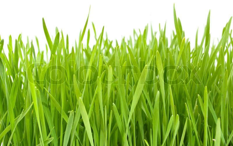 Grüne Gras auf weißem Hintergrund | Stock Bild | Colourbox
