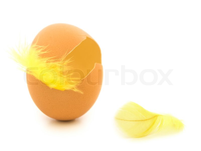 Yellow feather in egg shell against ... | Stock image | Colourbox