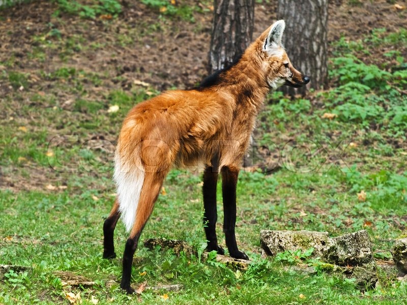 Photo of maned wolf in wild nature | Stock image | Colourbox