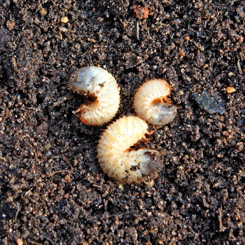 Larver i jord | stock foto | Colourbox