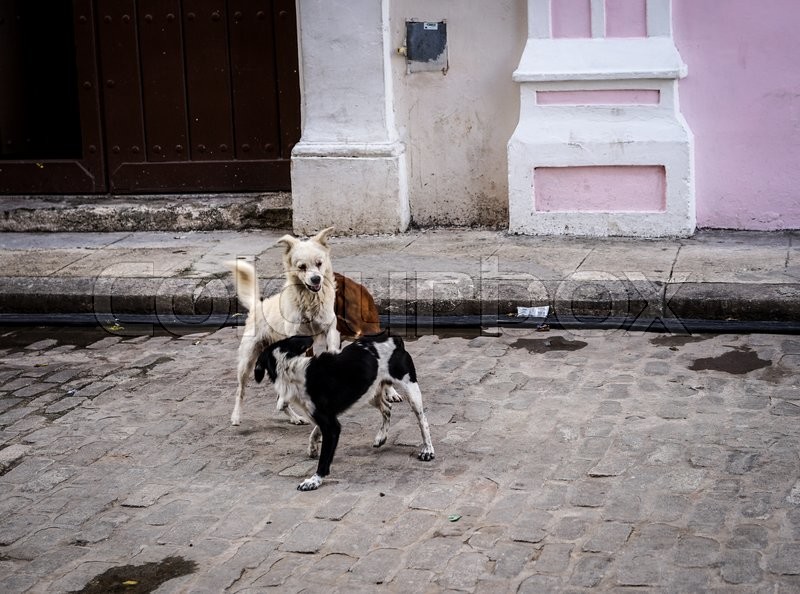 Three cute Street Dogs who are playing, ... | Stock image | Colourbox