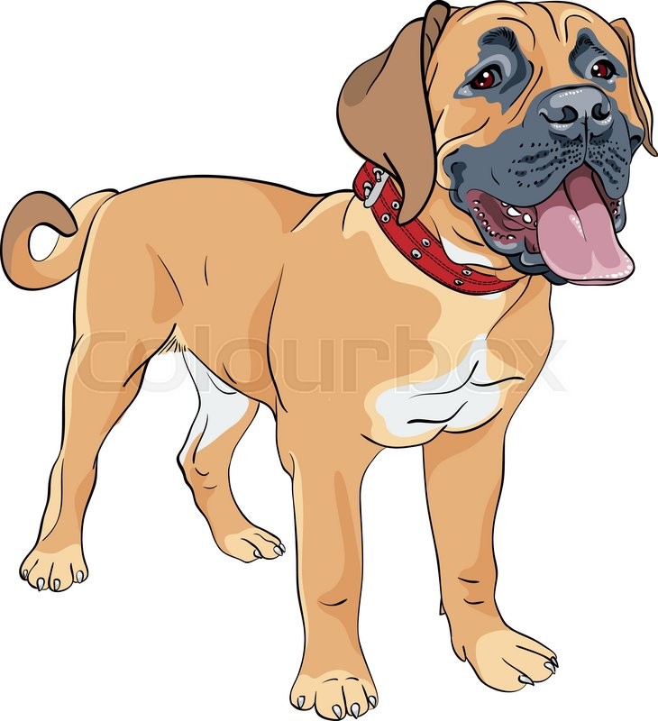 Color sketch of the working farm dog Boerboel breed standing with red ...