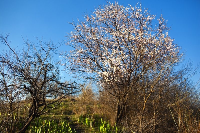 Blooming wild apricot tree in mountains | Stock image | Colourbox