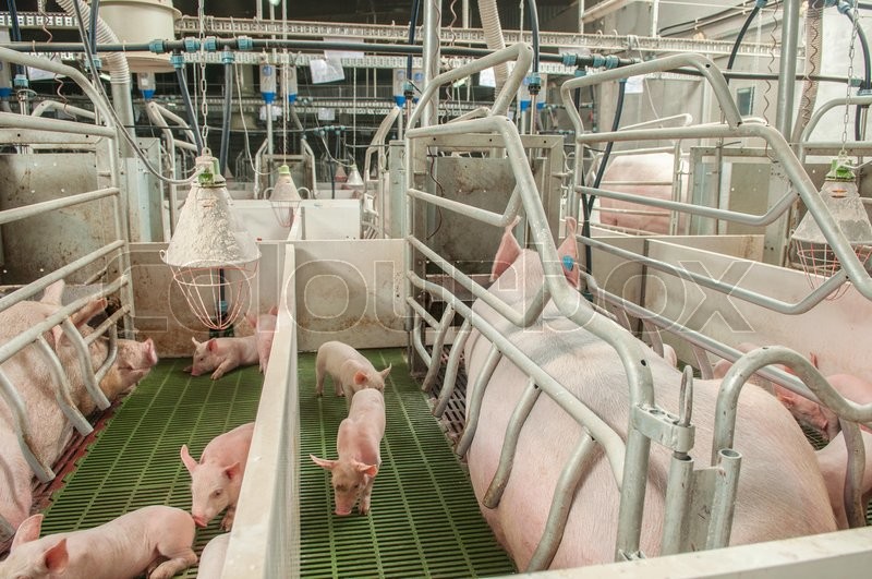 Pork plant with very large pigs in ... | Stock Photo | Colourbox