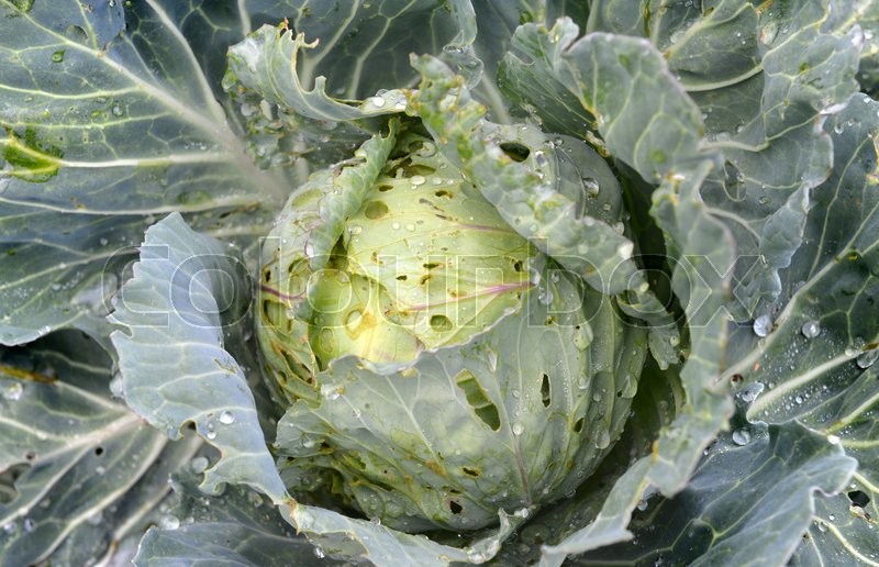 Fresh cabbage from non chemicals garden | Stock image | Colourbox
