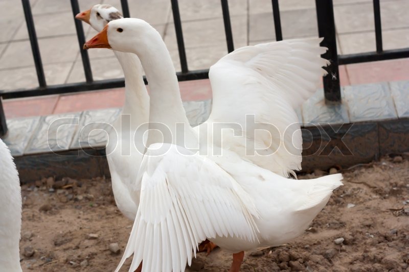 Eine weiße Gans mit ausgebreiteten ... | Stock Bild | Colourbox