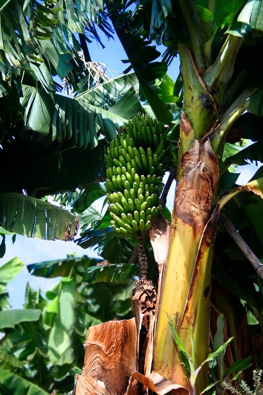 Bundt friske grønne bananer på jungle ... | Stock foto | Colourbox