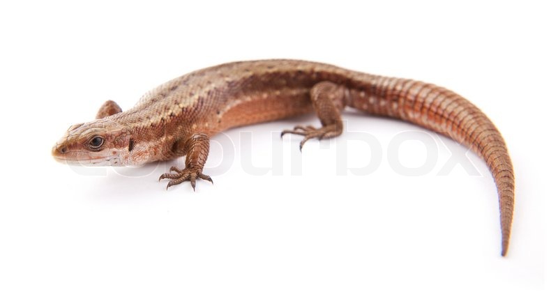 One small lizard on a white background | Stock image | Colourbox