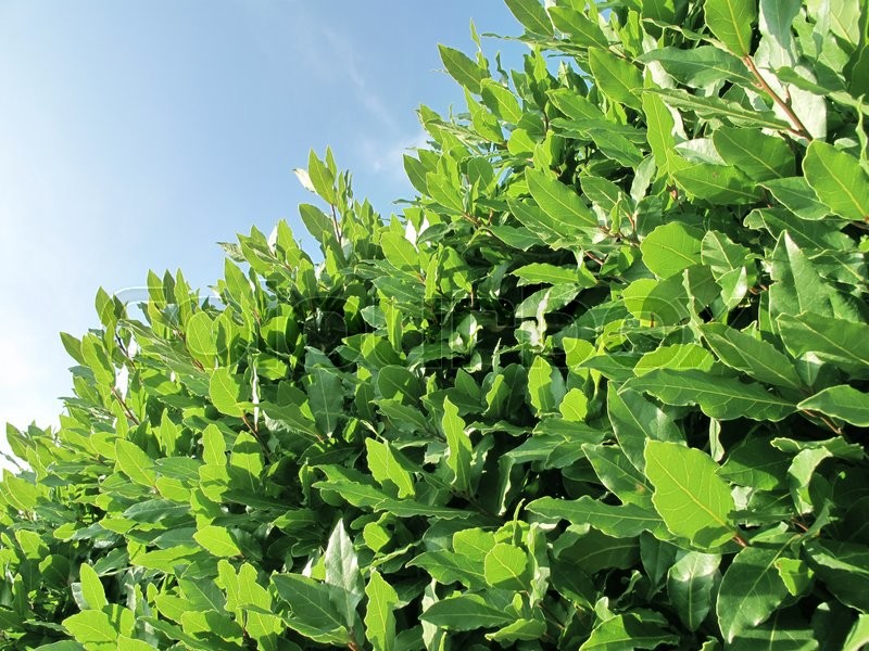 Closeup of a green laurel shrub - ... | Stock image | Colourbox