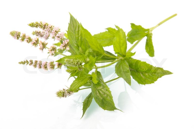 Green Minze mit Blüten auf weißem ... | Stock Bild | Colourbox