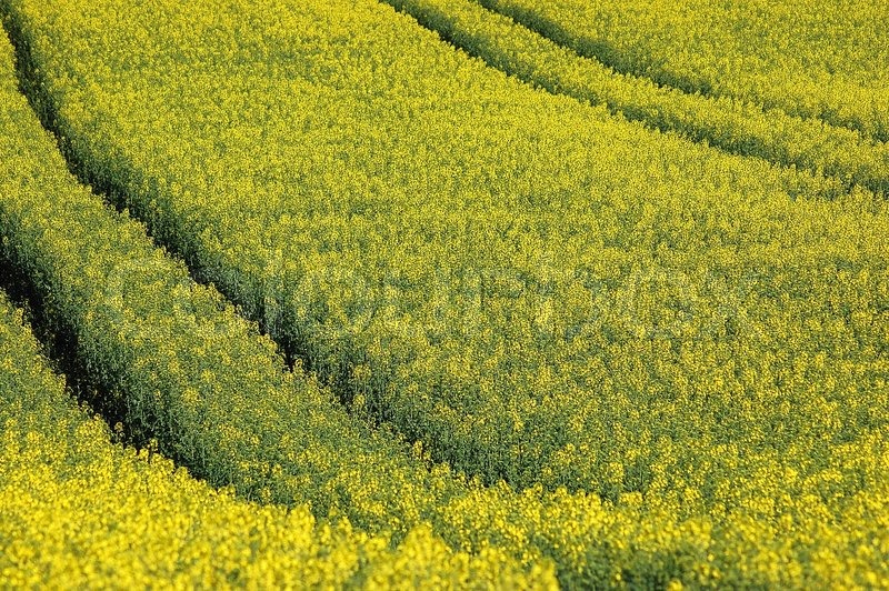 Rapsmark | Stock foto | Colourbox