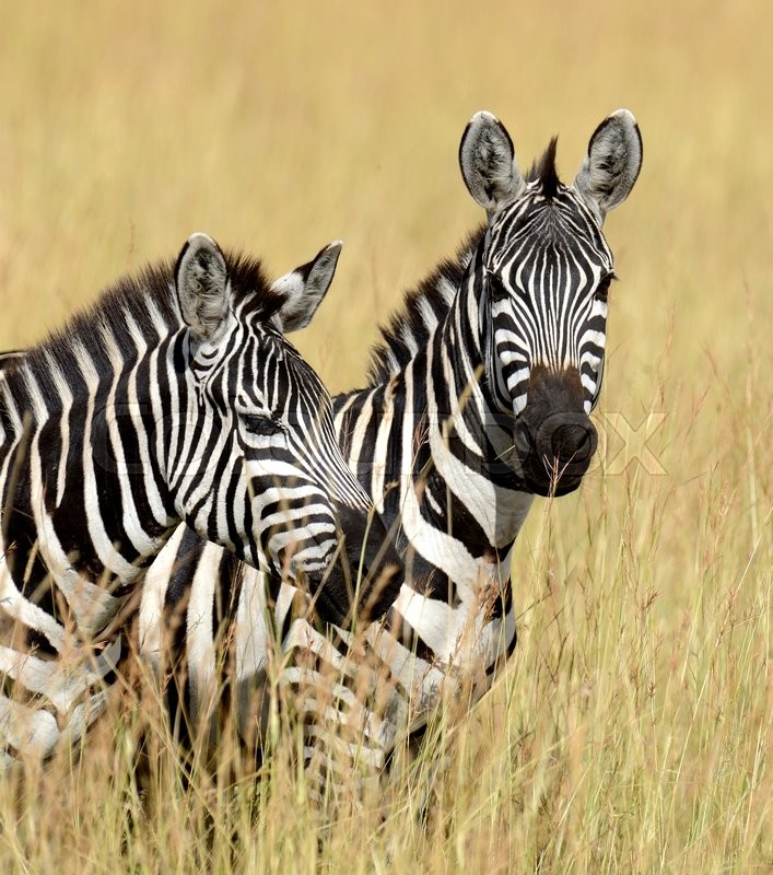Zebra on grassland in Africa, National ... | Stock image | Colourbox