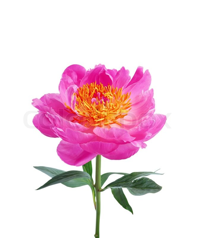 Leuchtend rosa Pfingstrose Blume auf ... | Stock Bild | Colourbox