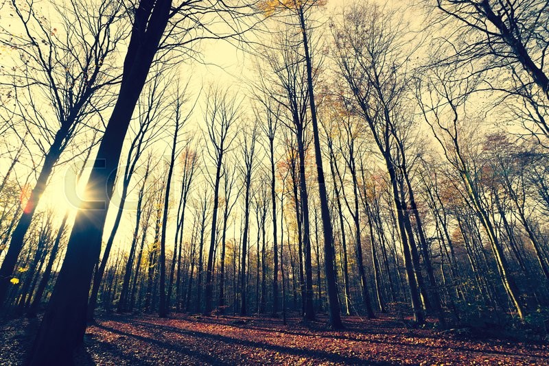Trees without leaves in the forest at ... | Stock Photo | Colourbox