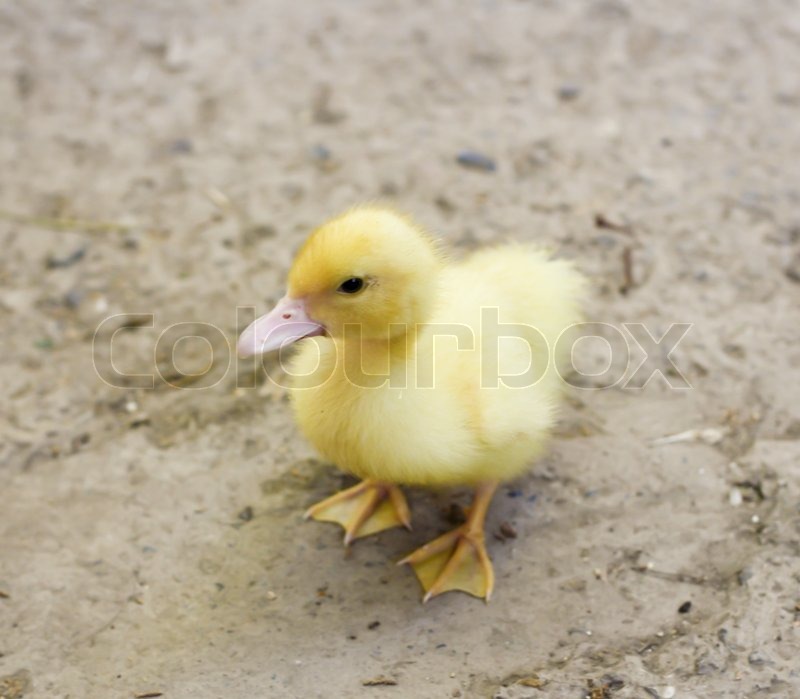 Yellow Duck | Stock image | Colourbox