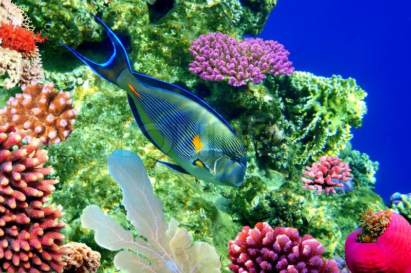 Sohal surgeonfish and coral reef | Stock image | Colourbox