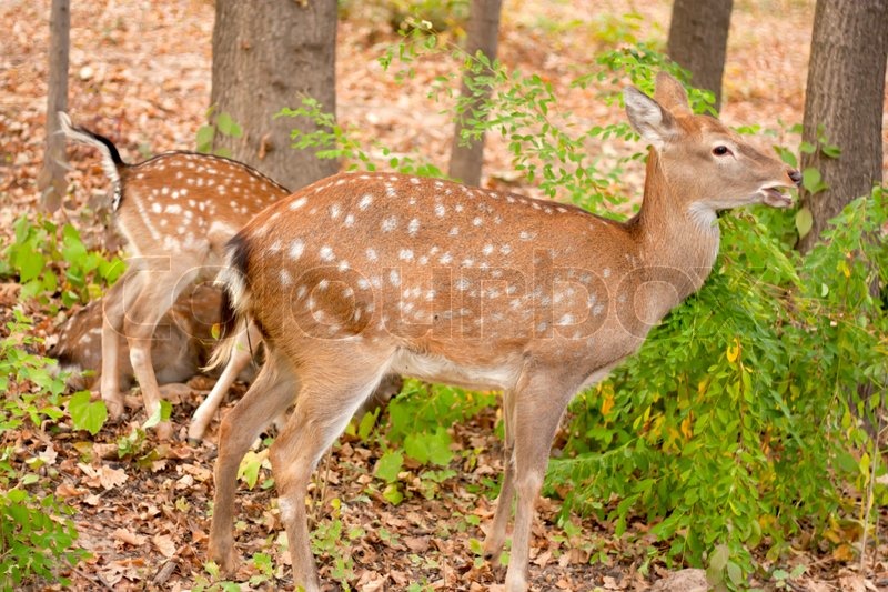Child of the red deer in wood . ... | Stock image | Colourbox