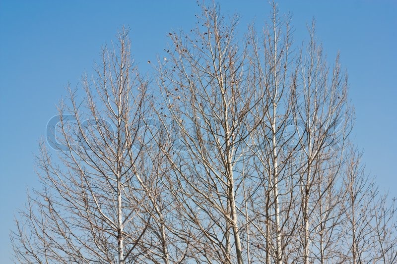 Branches of poplar trees without leaves ... | Stock image | Colourbox