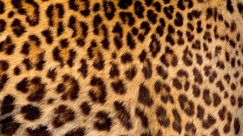 Real jaguar skin | Stock image | Colourbox