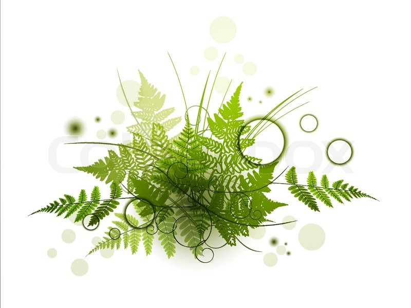 "Farn" | Stock-Vektor | Colourbox