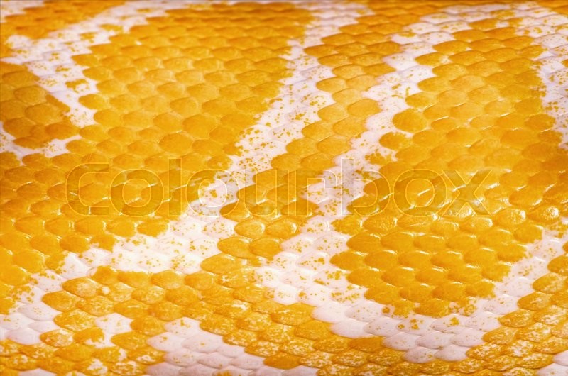 Yellow Python Skin Background | Stock image | Colourbox