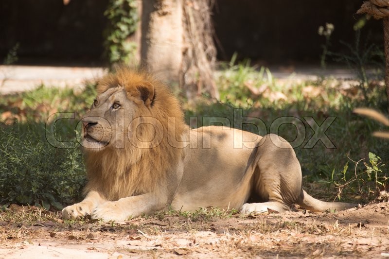 Male Lion is sitting on the floor | Stock image | Colourbox