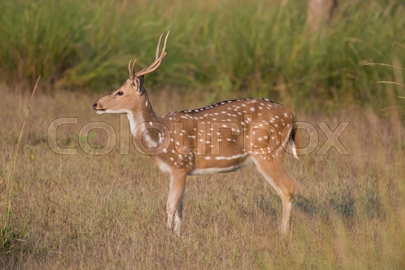 Chital deer also called Spotted Deer in ... | Stock image | Colourbox