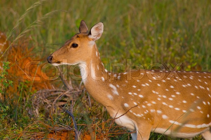 Chital deer also called Spotted Deer in ... | Stock image | Colourbox