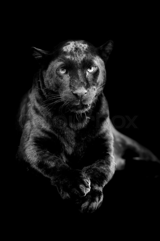 Black leopard on dark background. Black ... | Stock image | Colourbox