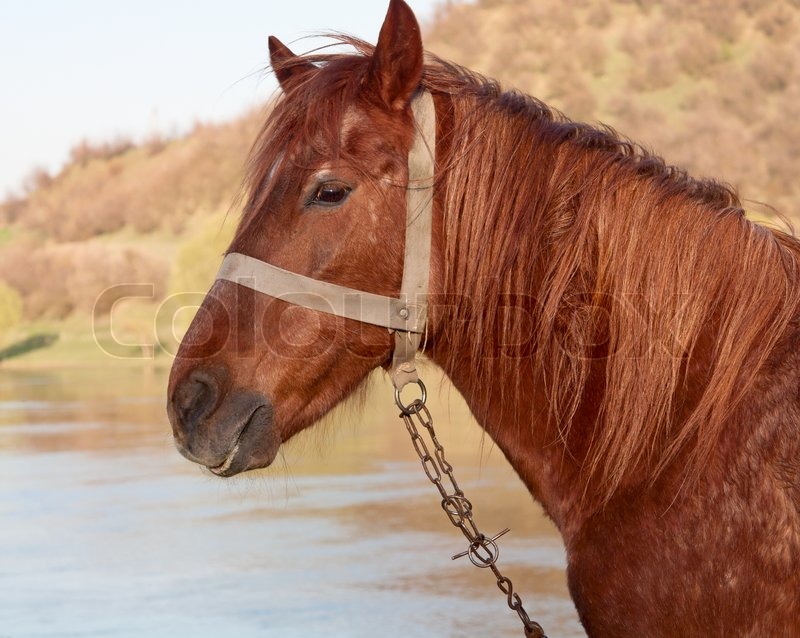 Porträt eines Pferdes | Stock Bild | Colourbox