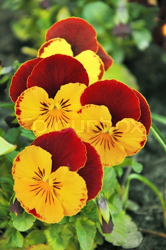 Spring flowers in a garden, a red and ... | Stock Photo | Colourbox