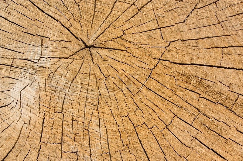 The cut of tree in the background | Stock image | Colourbox