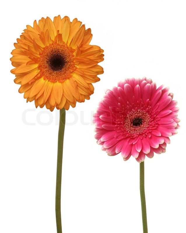 Two flowers isolated on white | Stock Photo | Colourbox
